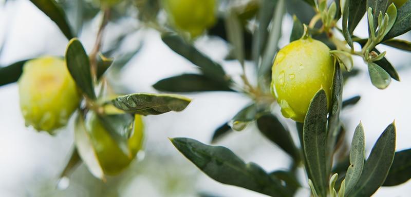 Castelvetrano Olives | Supermarket Italy