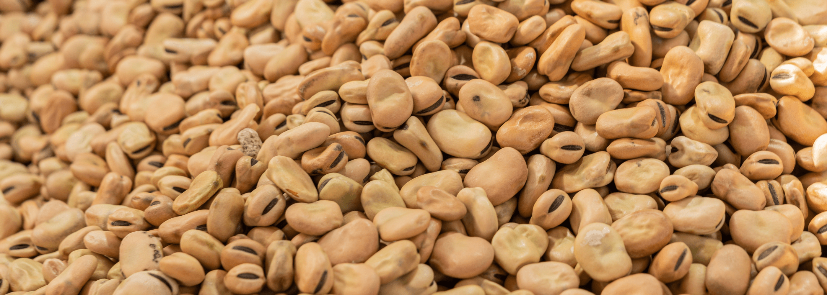 Fava Beans | Supermarket Italy